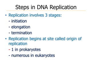 DNA replication.ppt