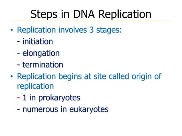 DNA replication.ppt