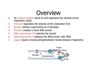 DNA replication.ppt
