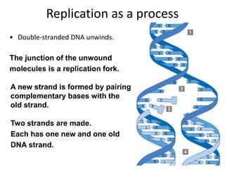 DNA replication.ppt