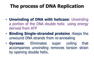 DNA replication.ppt