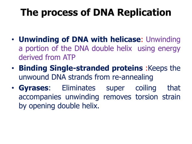 DNA replication.ppt