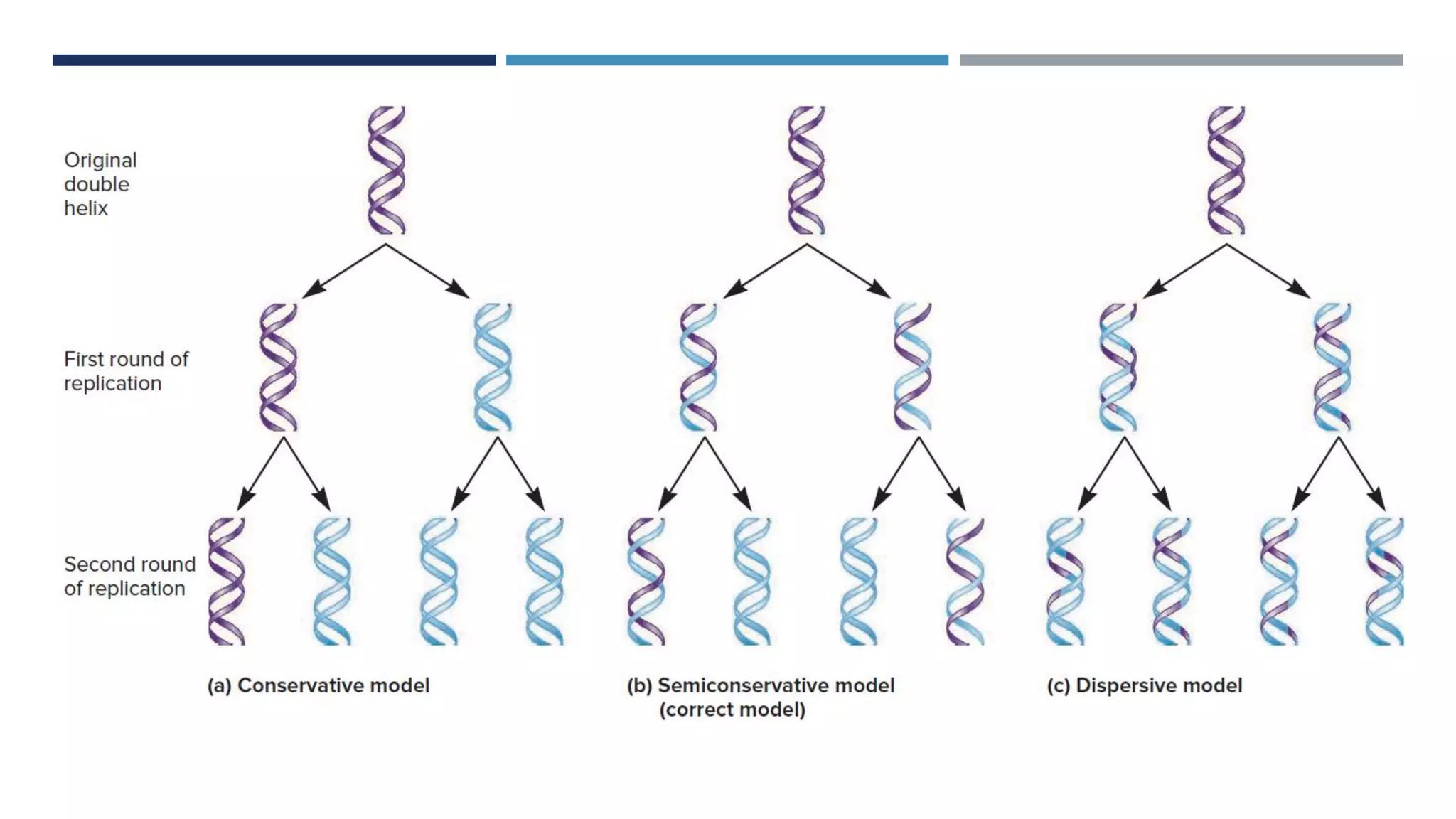 DNA replication.pdf