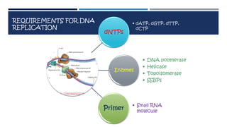 DNA replication.pdf