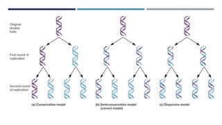 DNA replication.pdf