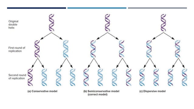 DNA replication.pdf