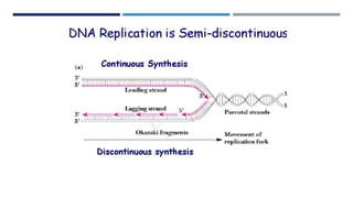 DNA replication.pdf