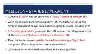 DNA replication.pdf