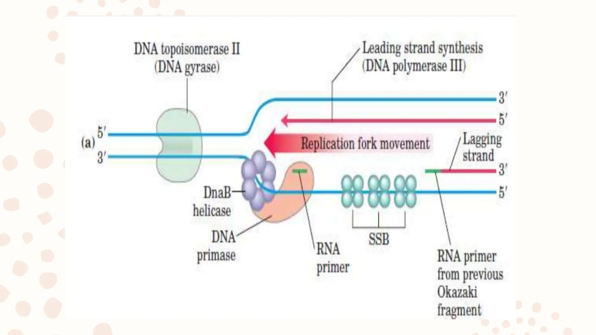 DNA Replication in eukaryotic and prokryotes | PPT | Biological ...