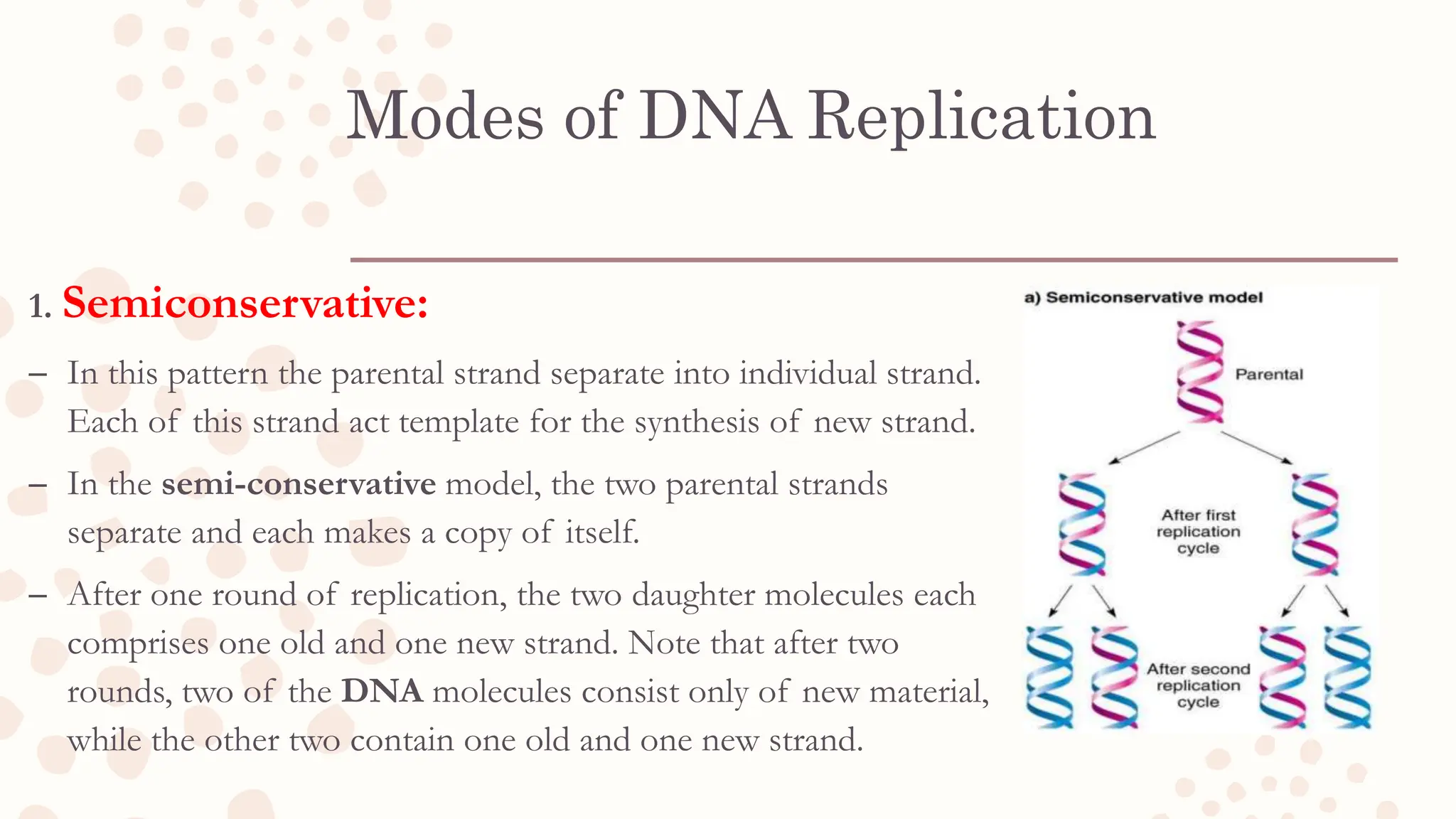 DNA Replication in eukaryotic and prokryotes | PPT | Biological ...