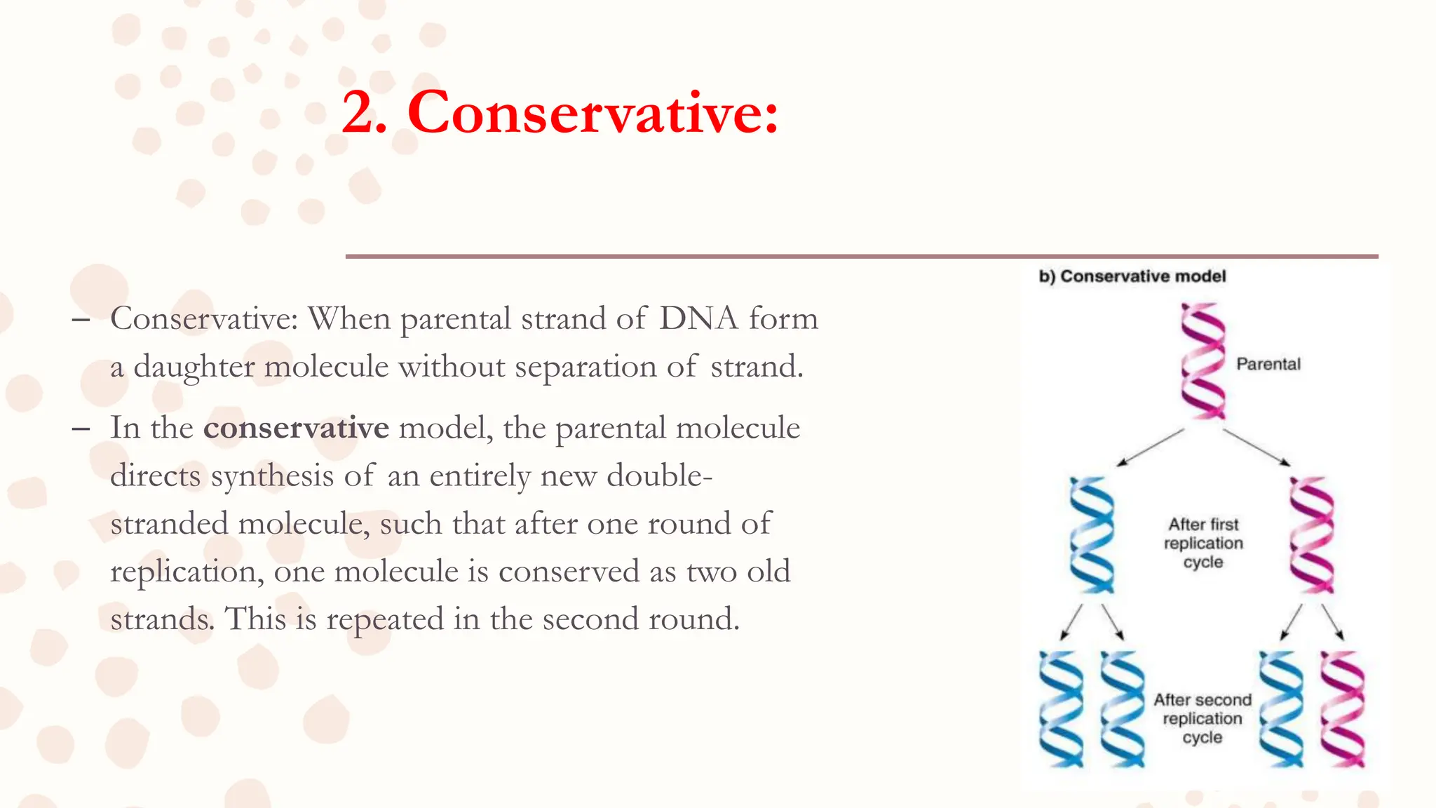 DNA Replication in eukaryotic and prokryotes | PPT | Biological ...