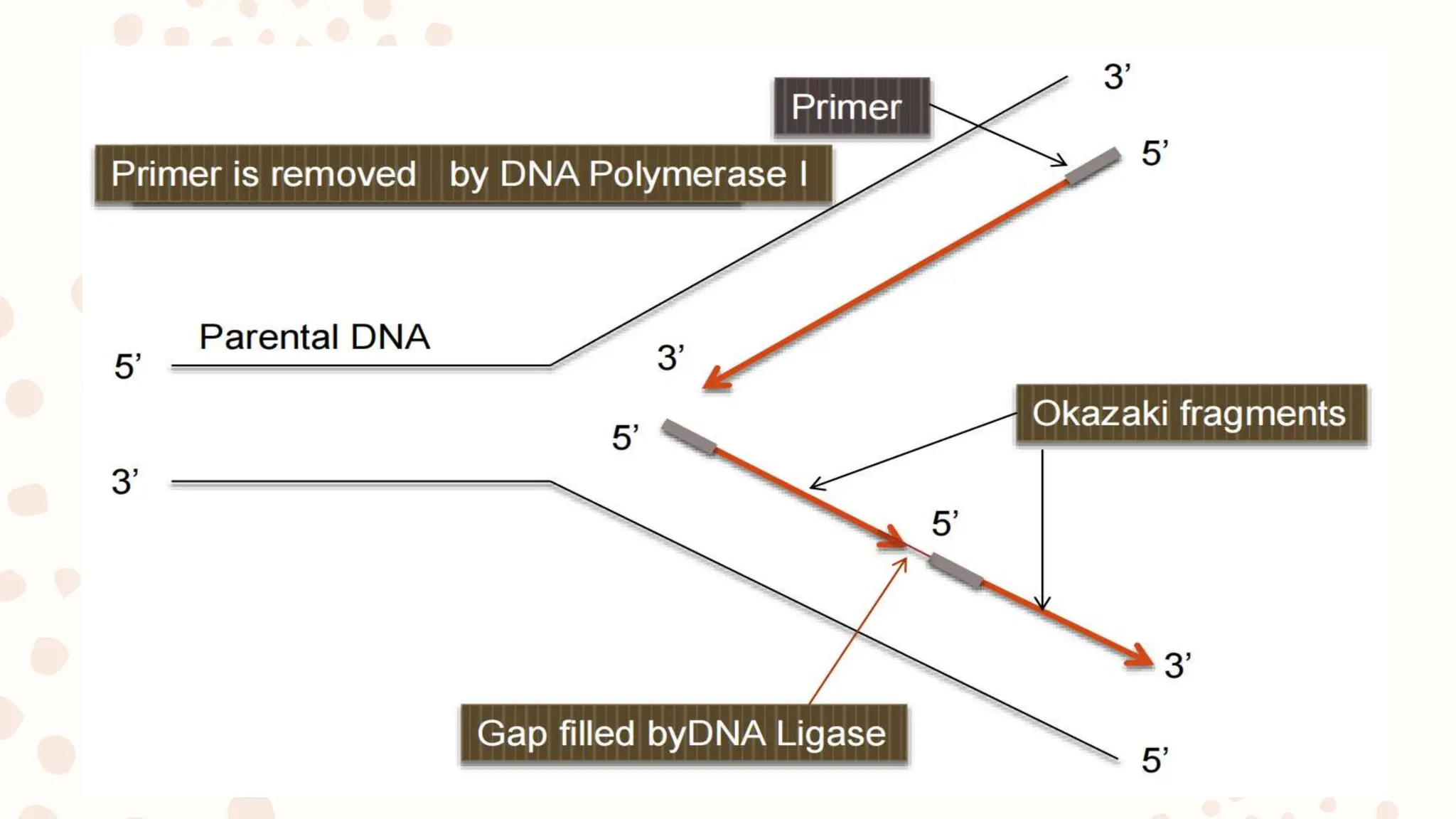 DNA Replication in eukaryotic and prokryotes | PPT | Biological ...