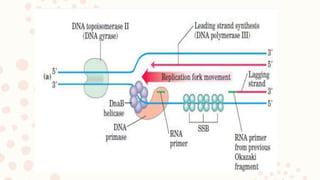 DNA Replication in eukaryotic and prokryotes | PPT | Biological ...