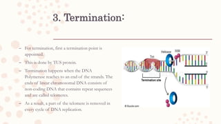 DNA Replication in eukaryotic and prokryotes | PPT | Biological ...
