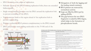 DNA Replication in eukaryotic and prokryotes | PPT | Biological ...