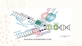 DNA Replication in eukaryotic and prokryotes | PPT | Biological ...