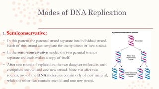 DNA Replication in eukaryotic and prokryotes | PPT | Biological ...