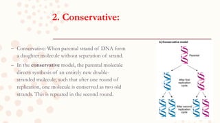 DNA Replication in eukaryotic and prokryotes | PPT | Biological ...