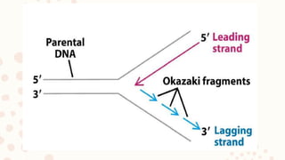 DNA Replication in eukaryotic and prokryotes | PPT | Biological ...