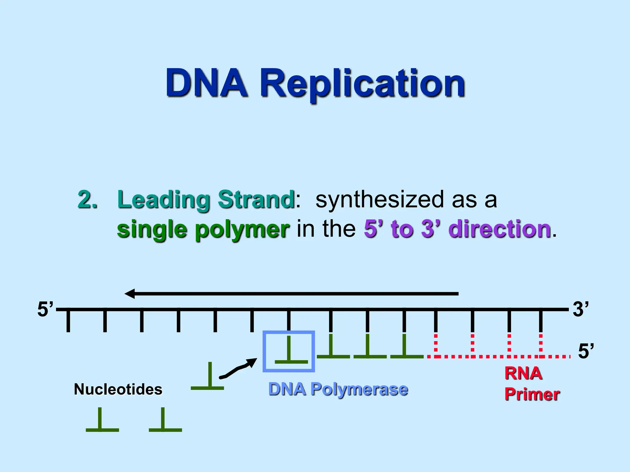DNA Replication in animal and plant cells.ppt