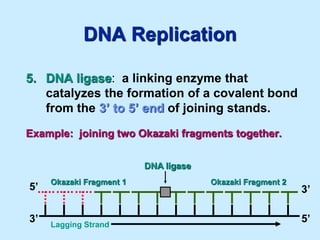 DNA Replication in animal and plant cells.ppt