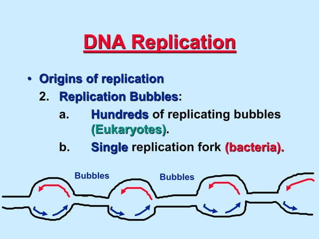DNA Replication in animal and plant cells.ppt