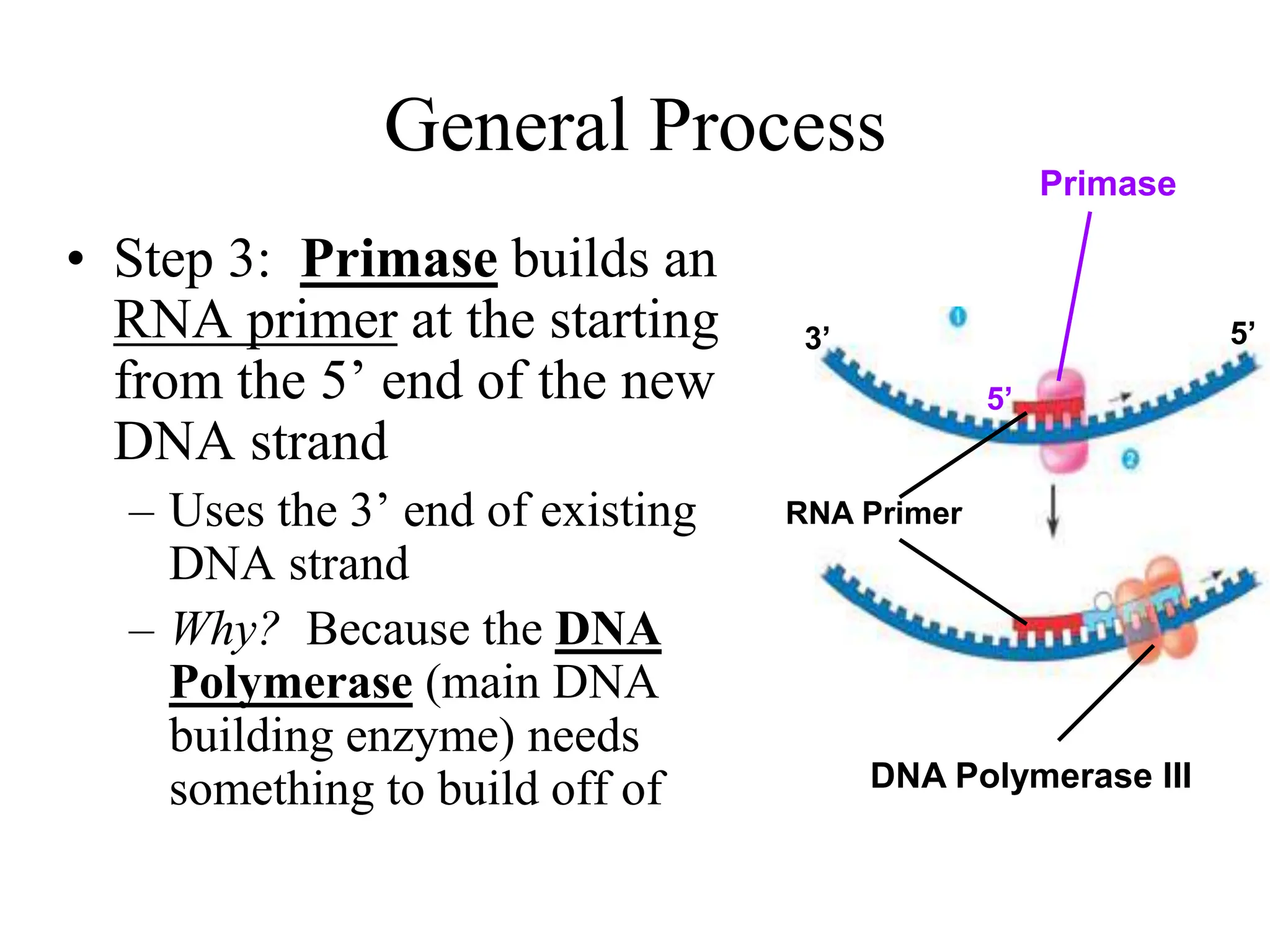 DNAReplication. For medical university students | PPT | Chemistry | Science