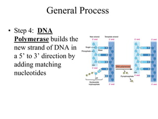 DNAReplication. For medical university students | PPT