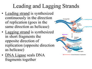 DNAReplication. For medical university students | PPT