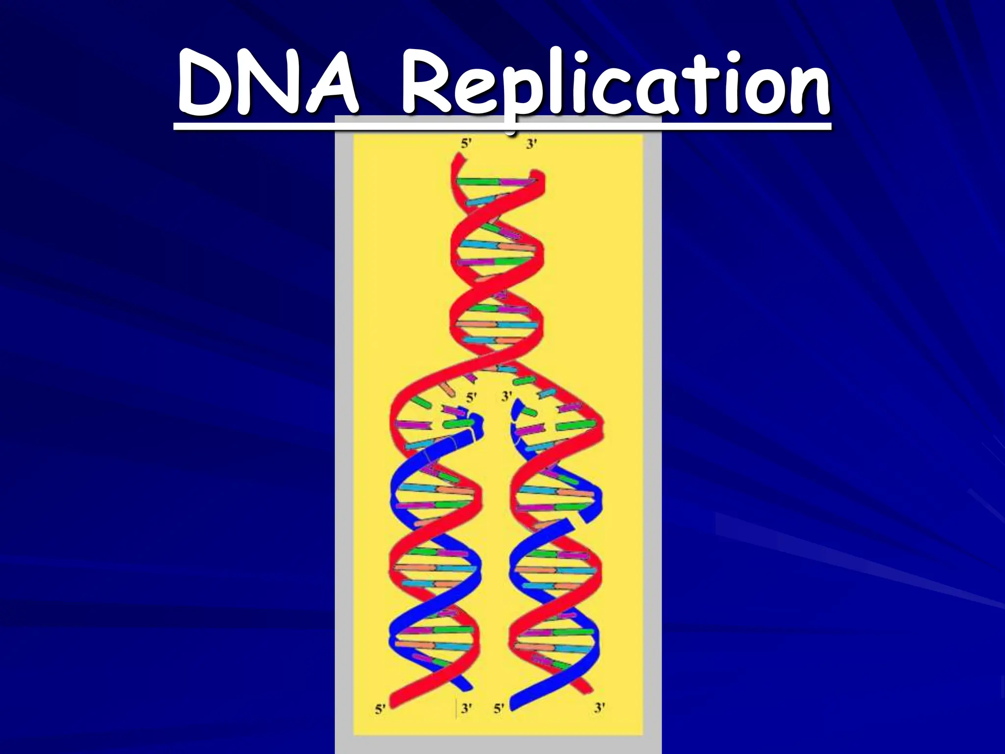 Dna Replication Ppt Hajakinajanbsjejsjsj Ppt
