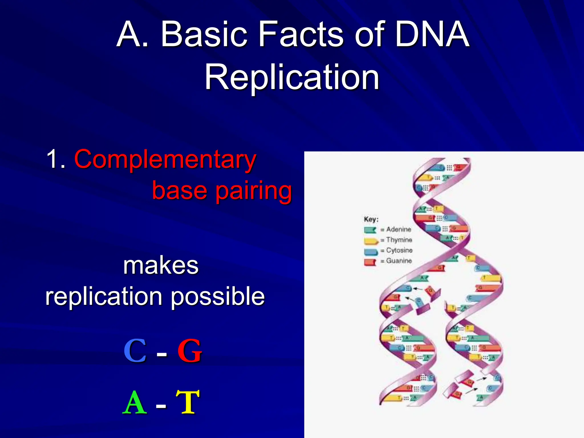 DNA Replication.ppt hajakinajanbsjejsjsj | PPT