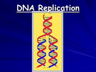 DNA Replication.ppt hajakinajanbsjejsjsj | PPT