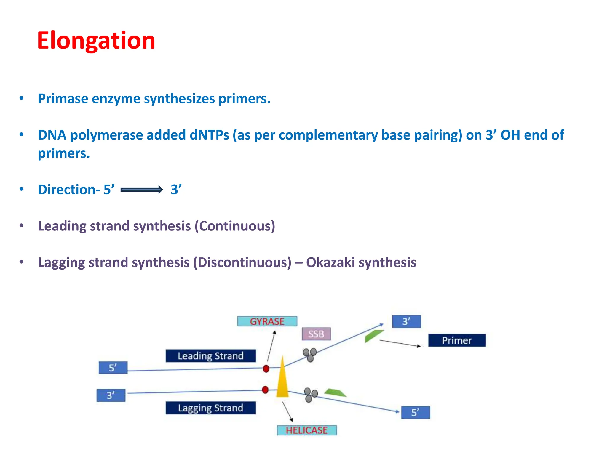 DNA REPLICATION class XII Biology based NCERT Text book .pptx