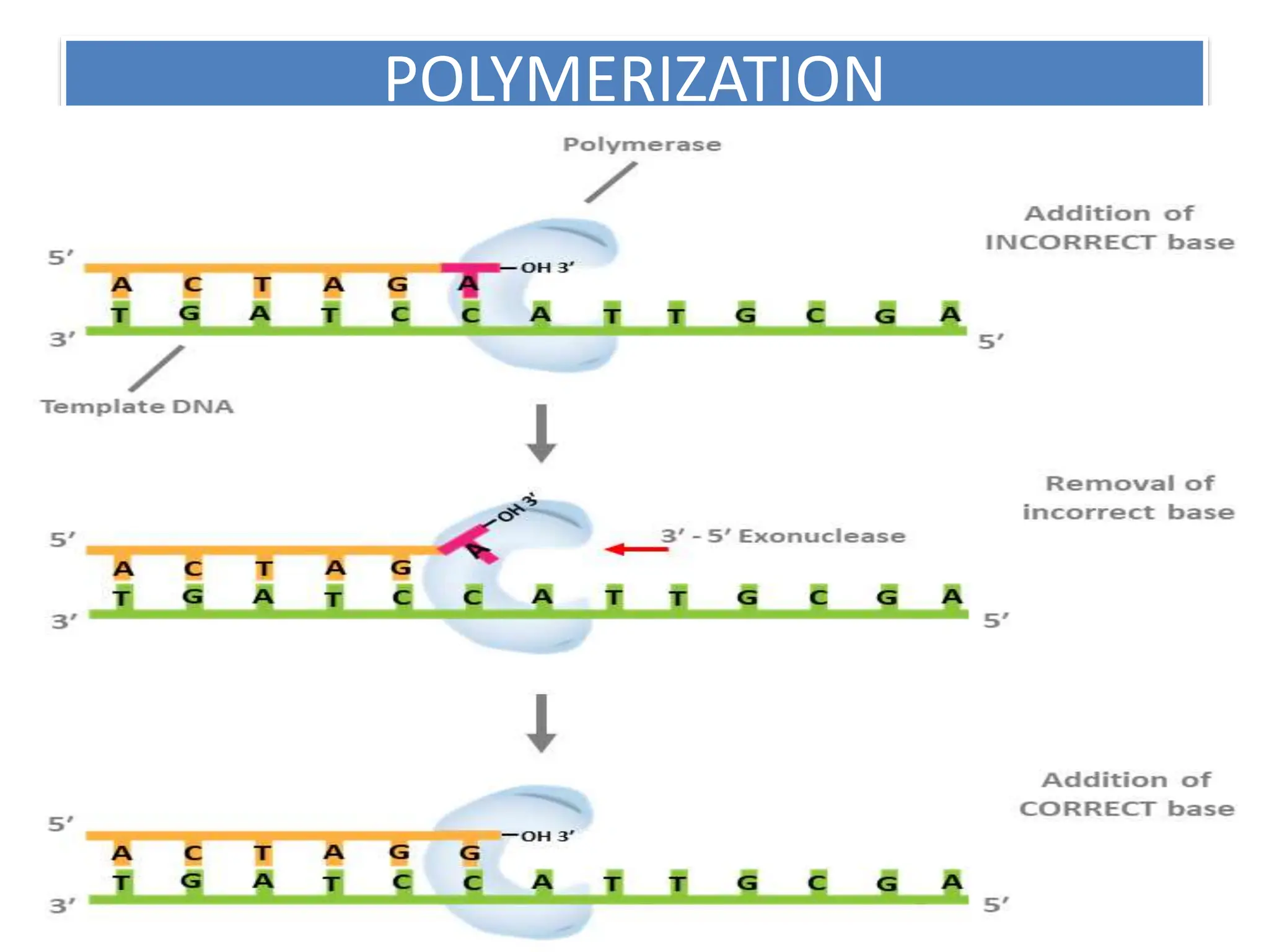 DNA REPLICATION class XII Biology based NCERT Text book .pptx