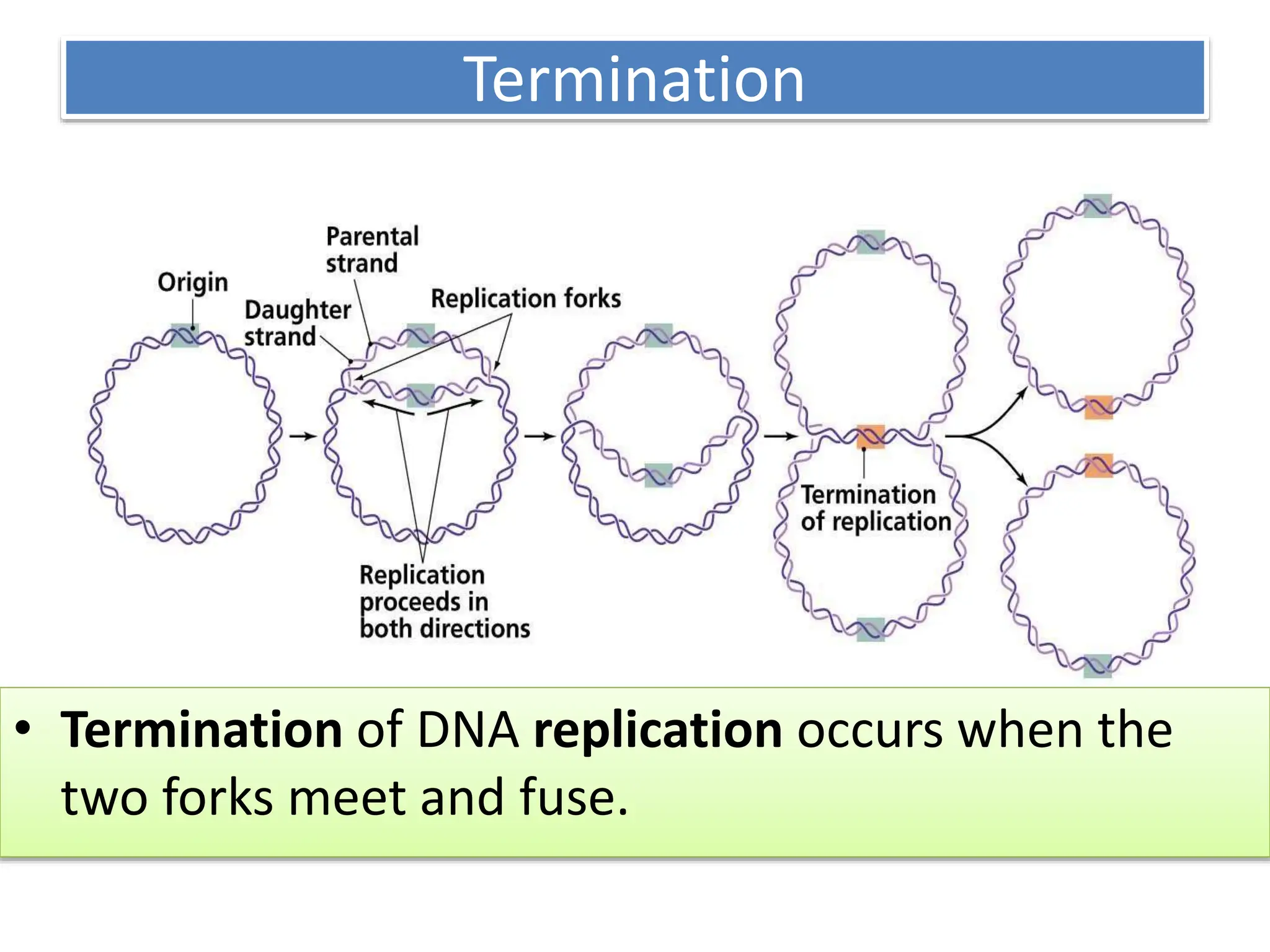 DNA REPLICATION class XII Biology based NCERT Text book .pptx