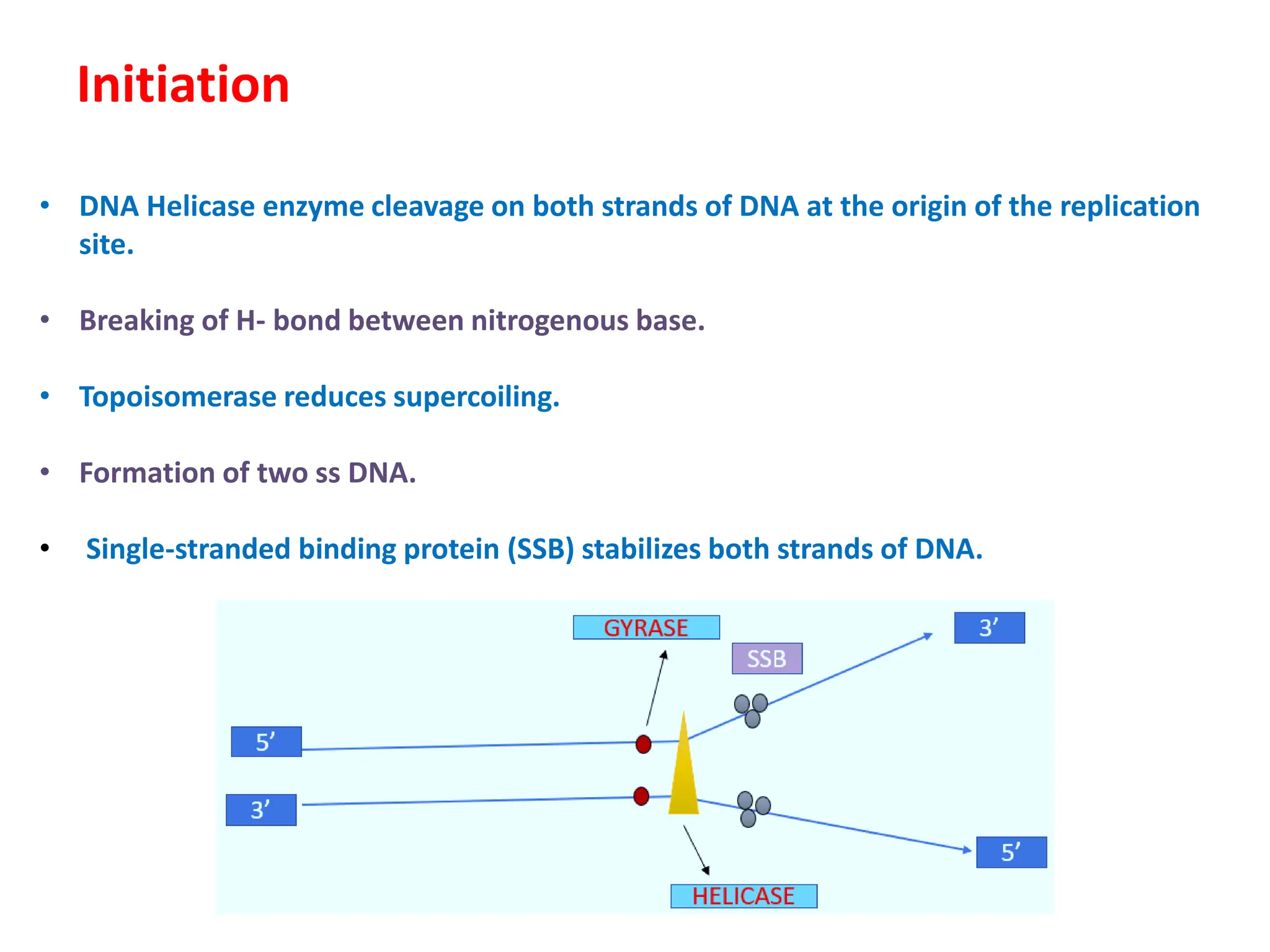 DNA REPLICATION class XII Biology based NCERT Text book .pptx