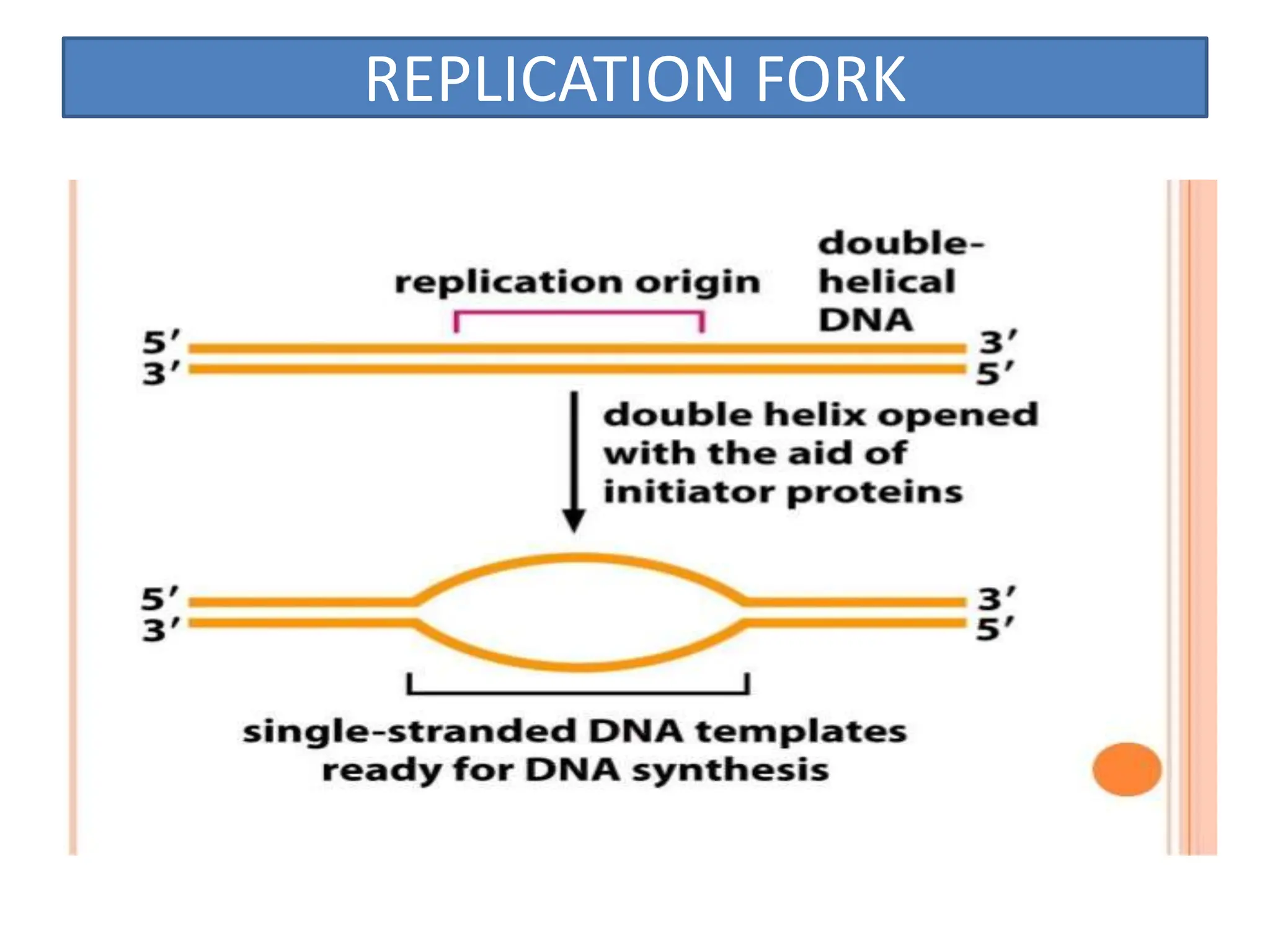 DNA REPLICATION class XII Biology based NCERT Text book .pptx