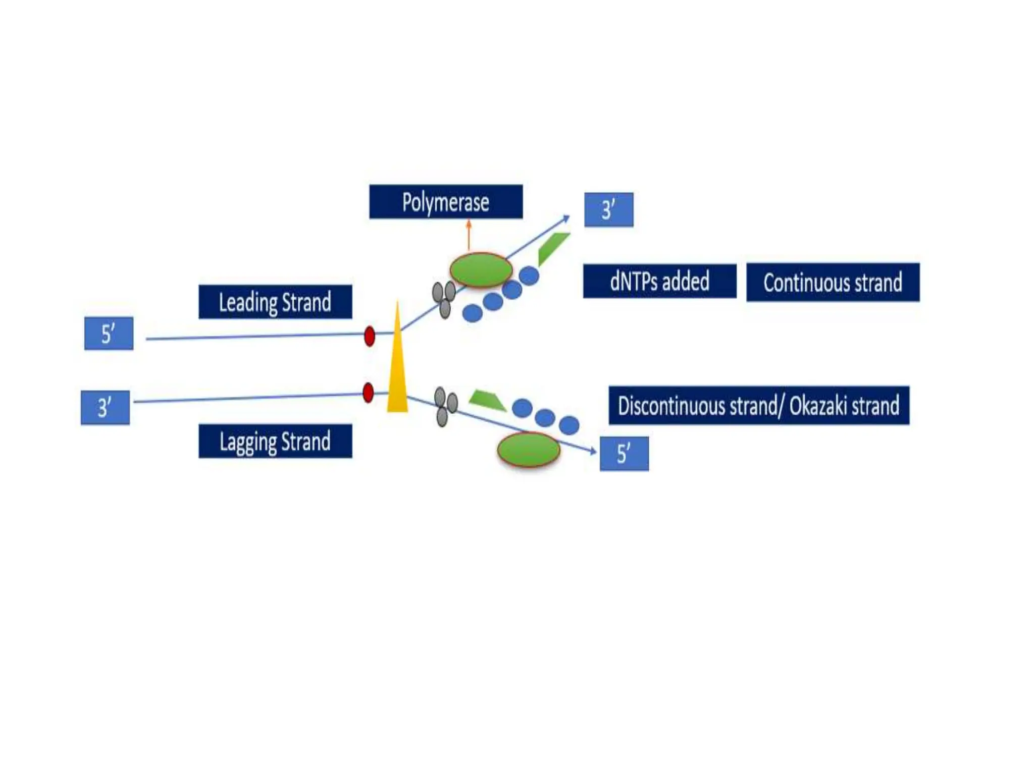 DNA REPLICATION class XII Biology based NCERT Text book .pptx