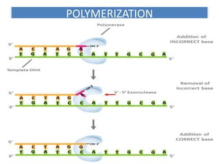 DNA REPLICATION class XII Biology based NCERT Text book .pptx