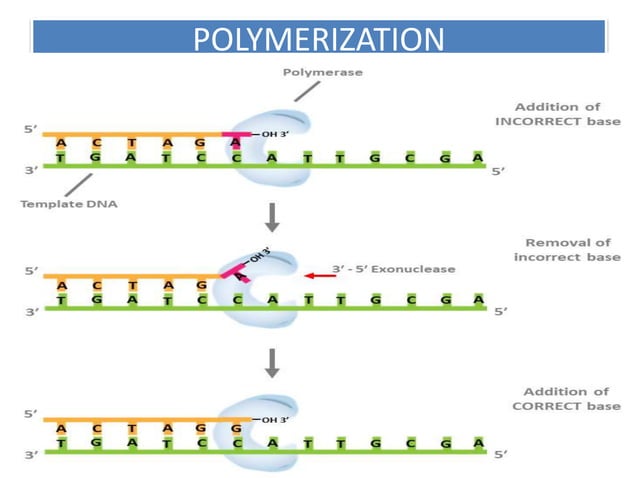 DNA REPLICATION class XII Biology based NCERT Text book .pptx ...