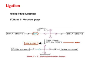 DNA REPLICATION class XII Biology based NCERT Text book .pptx