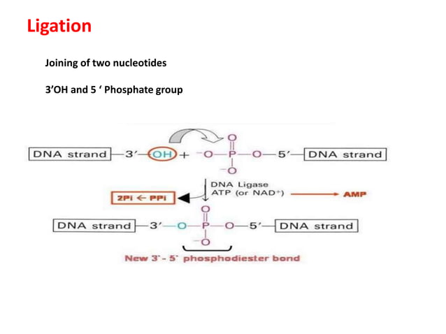 DNA REPLICATION class XII Biology based NCERT Text book .pptx ...