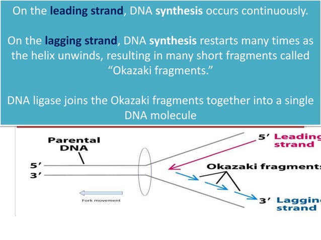 Dna Replication Class Xii Biology Based Ncert Text Book Pptx Chemistry Science