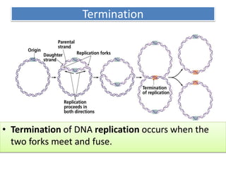DNA REPLICATION class XII Biology based NCERT Text book .pptx