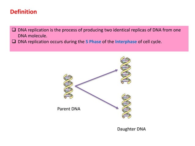 DNA REPLICATION class XII Biology based NCERT Text book .pptx ...