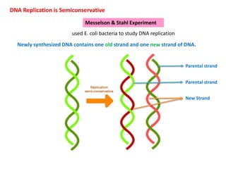 DNA REPLICATION class XII Biology based NCERT Text book .pptx