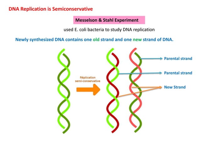 Dna Replication Class Xii Biology Based Ncert Text Book Pptx Chemistry Science