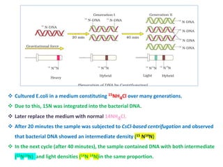 DNA REPLICATION class XII Biology based NCERT Text book .pptx