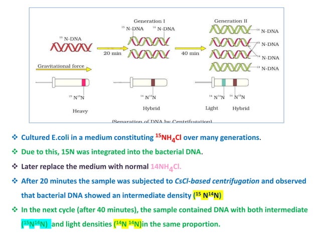 DNA REPLICATION class XII Biology based NCERT Text book .pptx ...