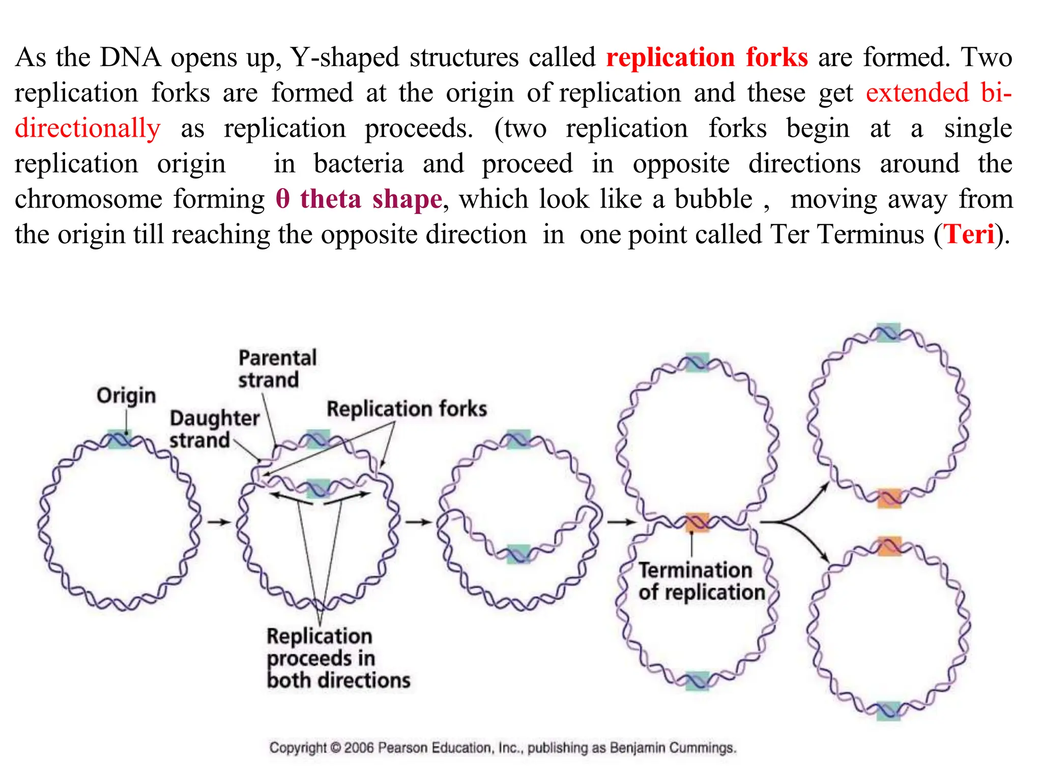 DNA REPLICATION in molecular biology.pptx
